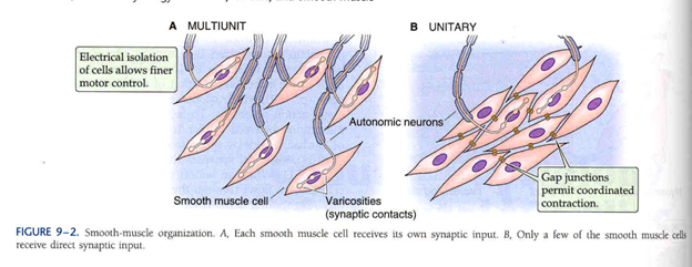 Capítulo 8: Excitación y contracción del musculo liso – Fisiología